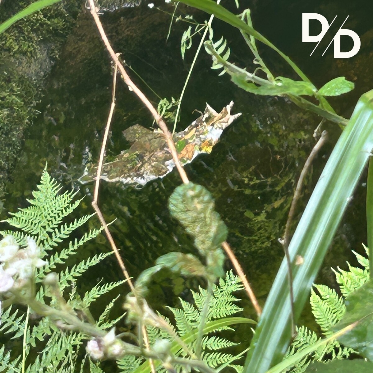 Monolithic by Divide and Dissolve (Single, Drone Metal): Reviews ...