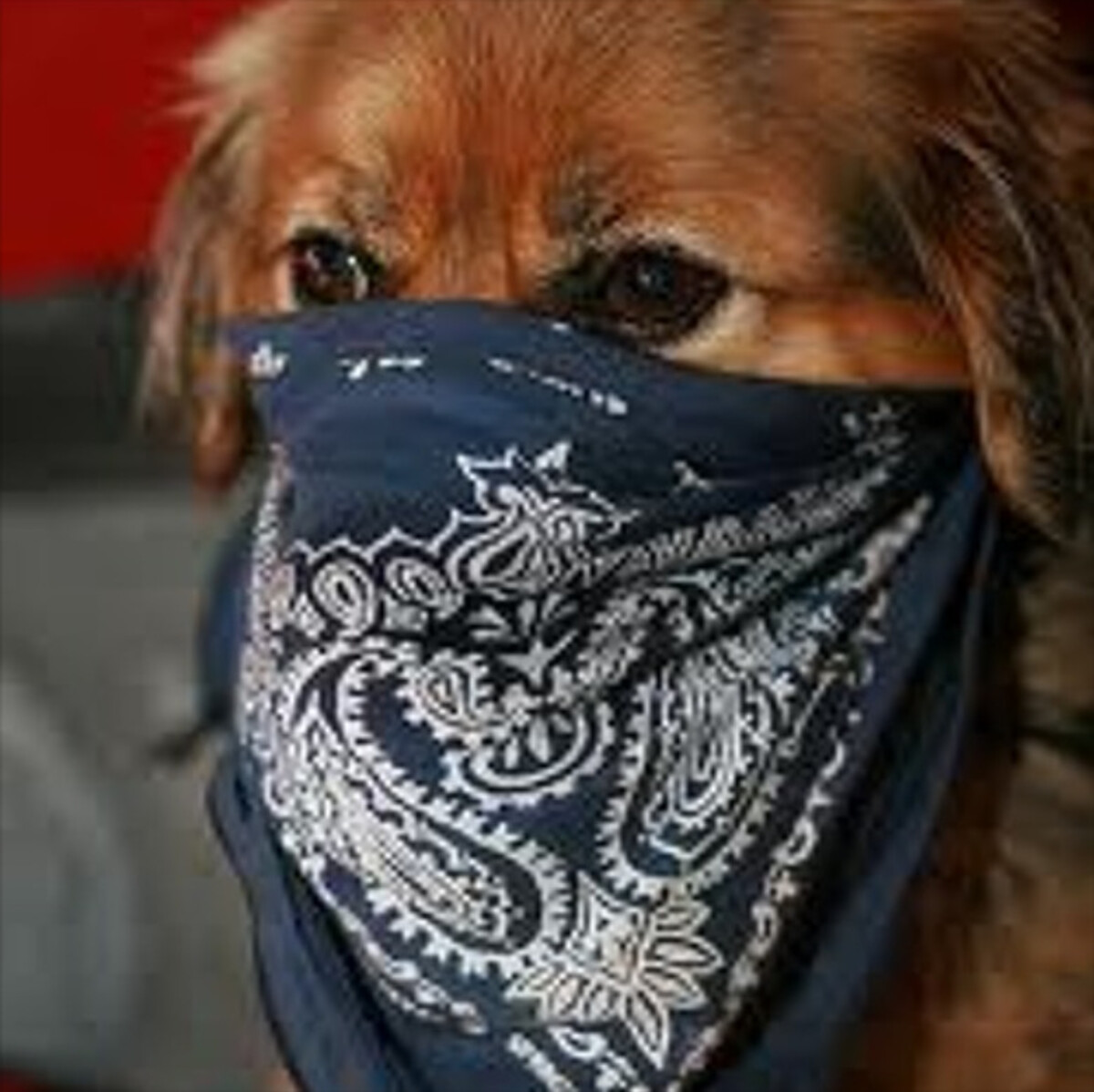 Tohtori Getto On Kova Äijä by Korstoraatio (Single): Reviews, Ratings ...