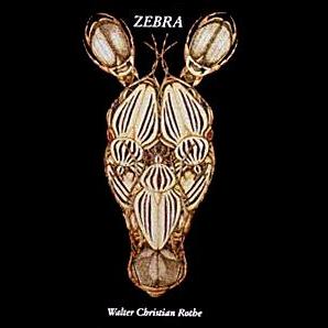 Zebra by Walter Christian Rothe (Album, New Age): Reviews, Ratings ...