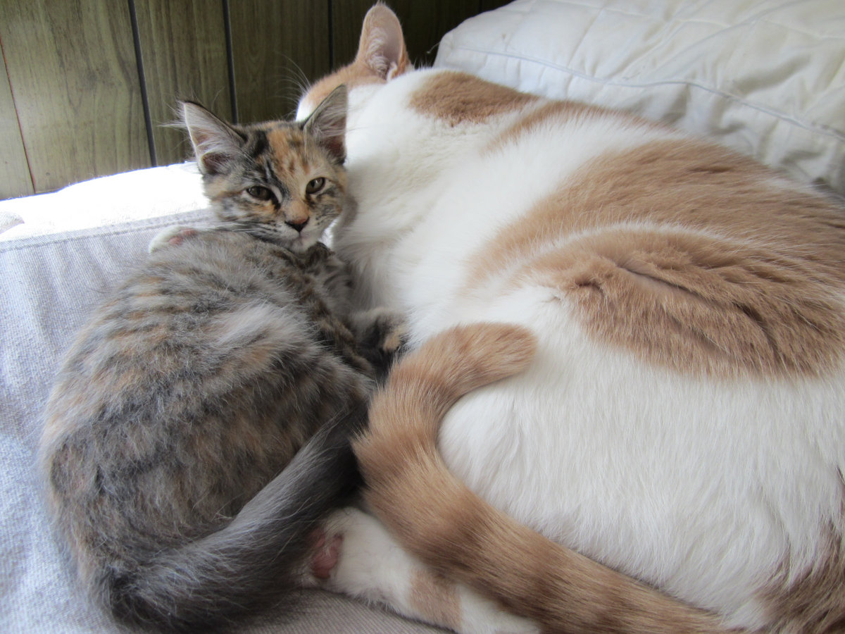 Matthew McCue's America Albums: songs, discography, biography, and ...