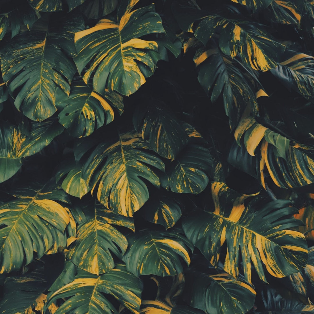 ชีวิตภายหลังมรณะ by Alteri ใช่ (EP, Ambient): Reviews, Ratings, Credits ...