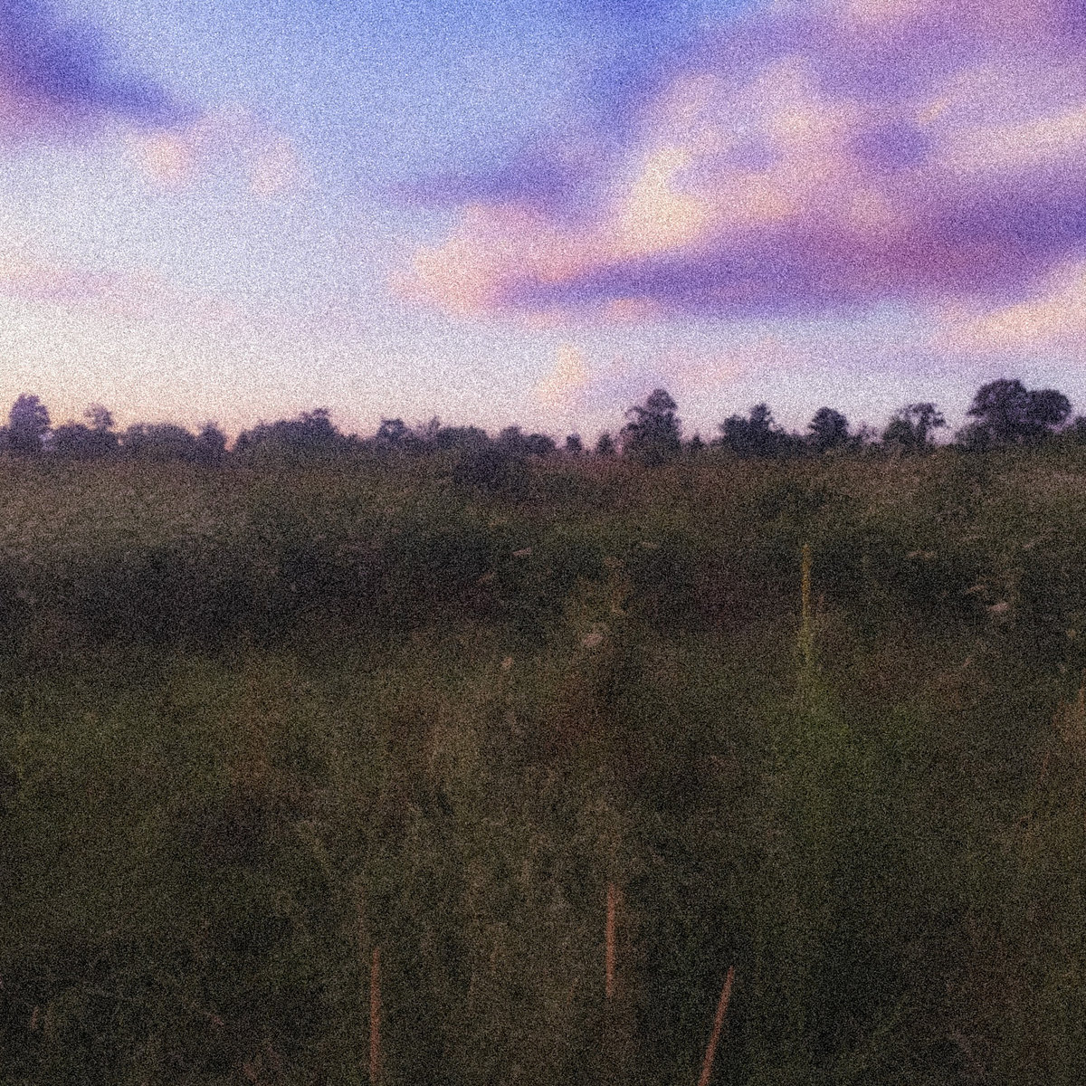 Friendship Fields by Samskara (Single): Reviews, Ratings, Credits, Song ...