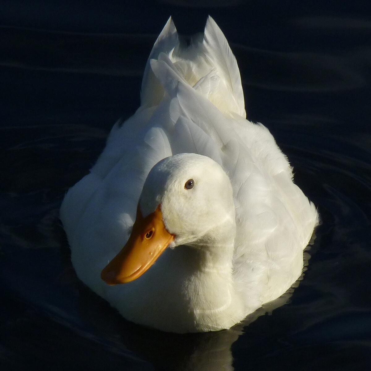 Zithers by Andrew Cronshaw (Album): Reviews, Ratings, Credits, Song ...