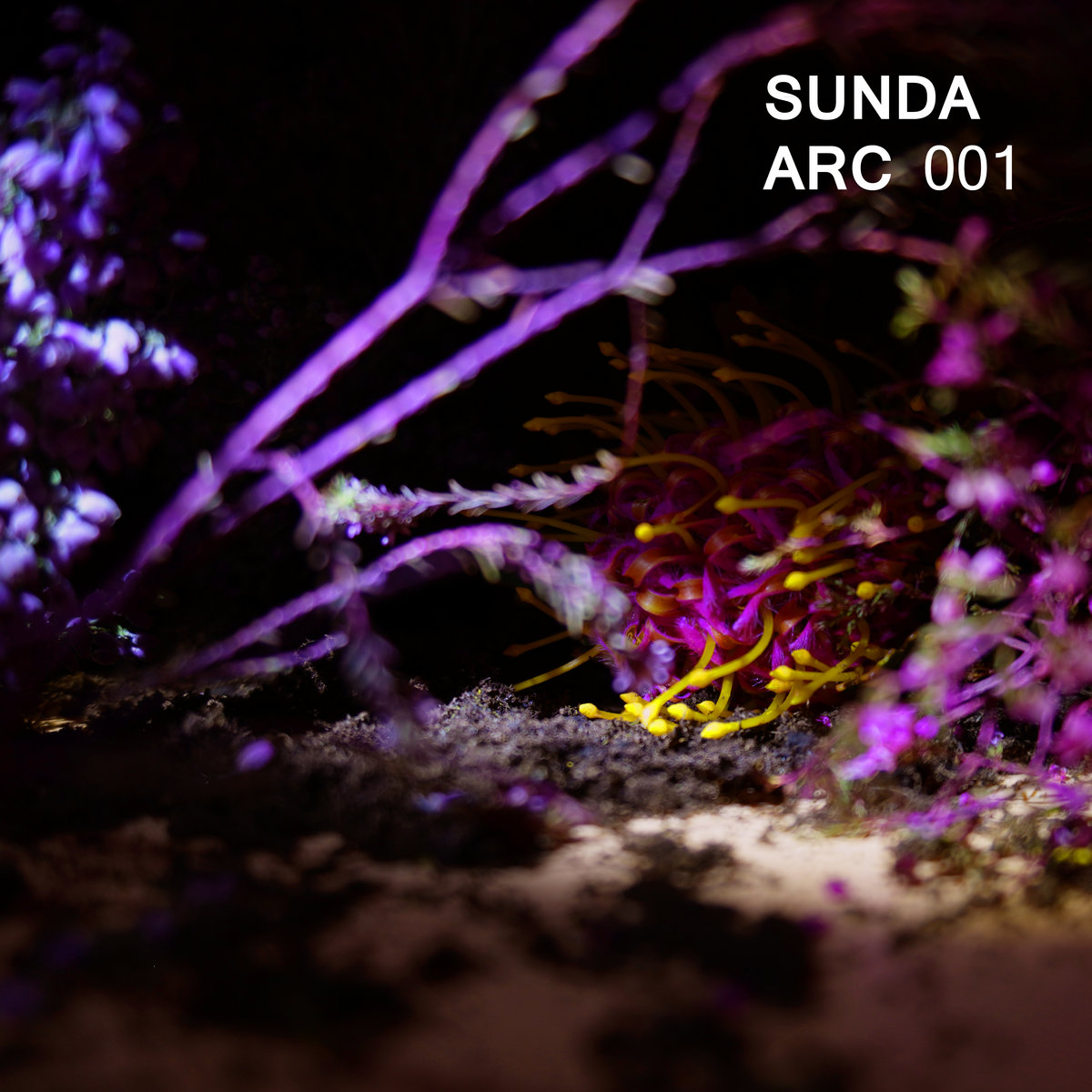 Sunda Arc 001 by Sunda Arc (EP): Reviews, Ratings, Credits, Song list ...