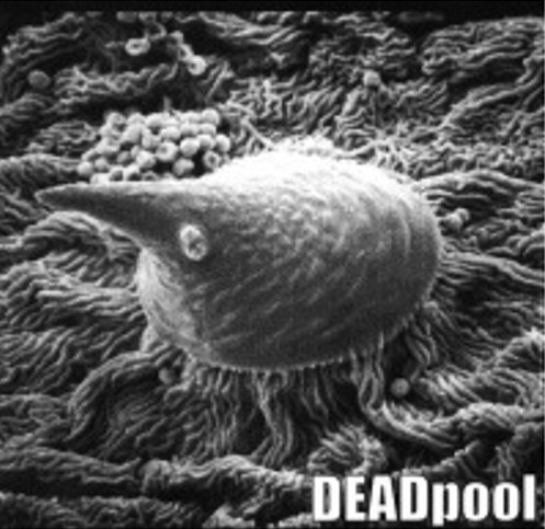 DEADpool by DEADpool (Album; Dominator; DOMCD030): Reviews, Ratings ...