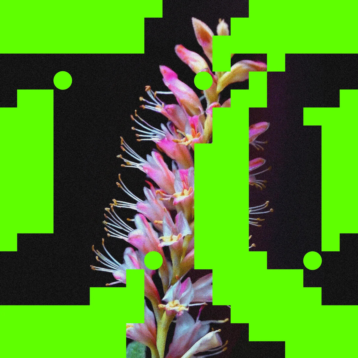 Better O'be New by Budakid (Single): Reviews, Ratings, Credits, Song ...