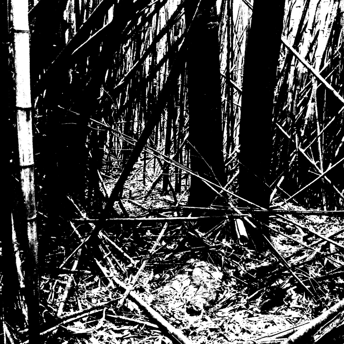 A Forest From Which No Light Escapes by Bennu Fragment (EP): Reviews ...