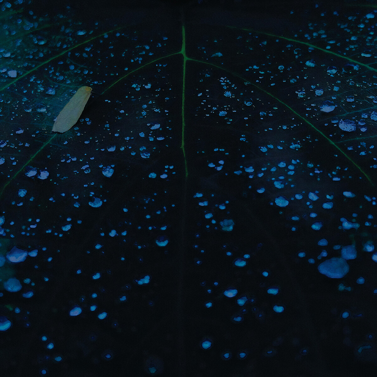 mu tate Albums: songs, discography, biography, and listening guide ...