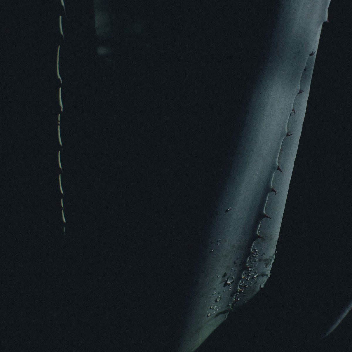 Morakh Albums: songs, discography, biography, and listening guide ...