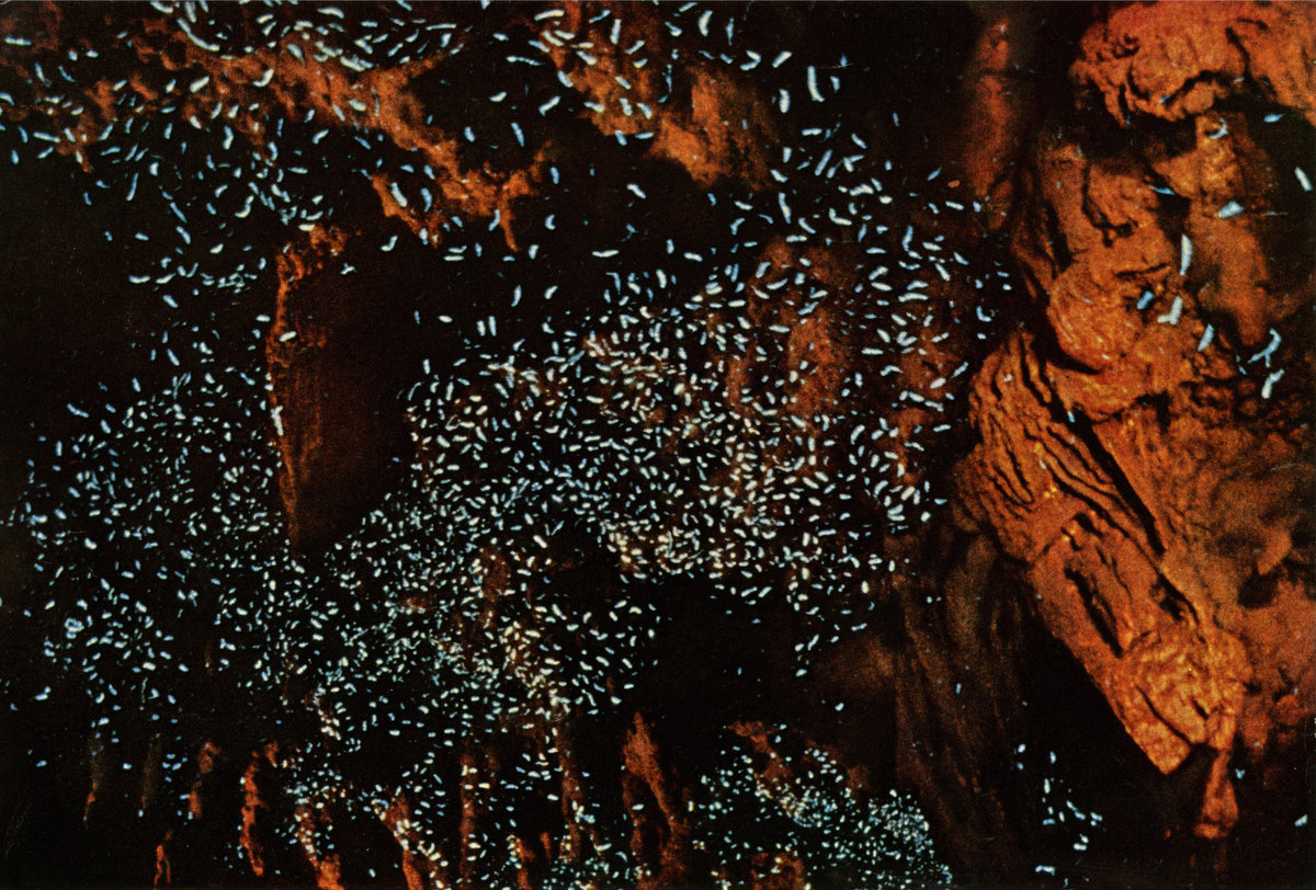 One Hundred Percent Confident by Naps (Album): Reviews, Ratings ...