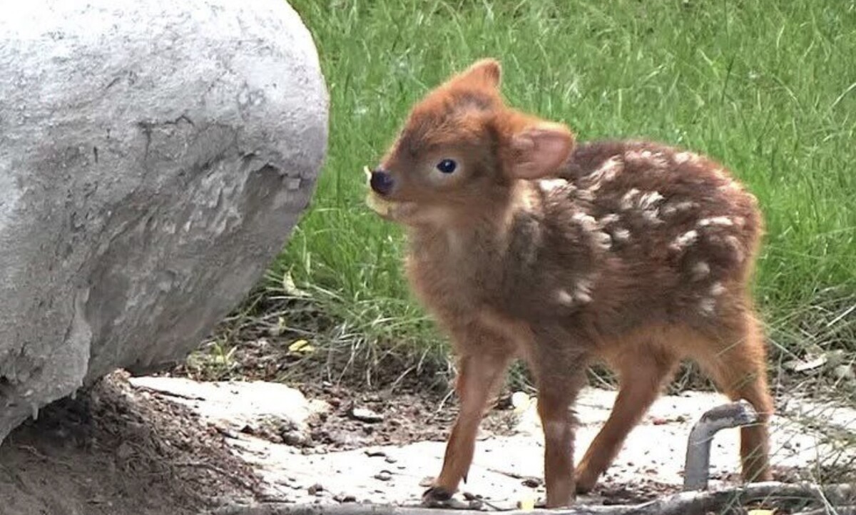 Trojan Horse by Ways & Zootzie (Single): Reviews, Ratings, Credits ...