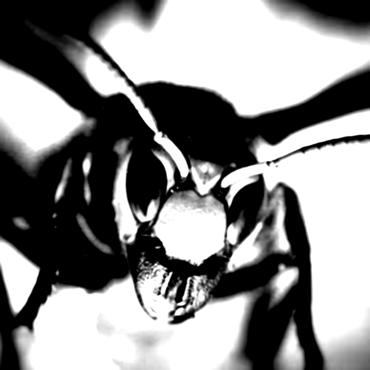 Like an Insect by Valvan (Album): Reviews, Ratings, Credits, Song list ...