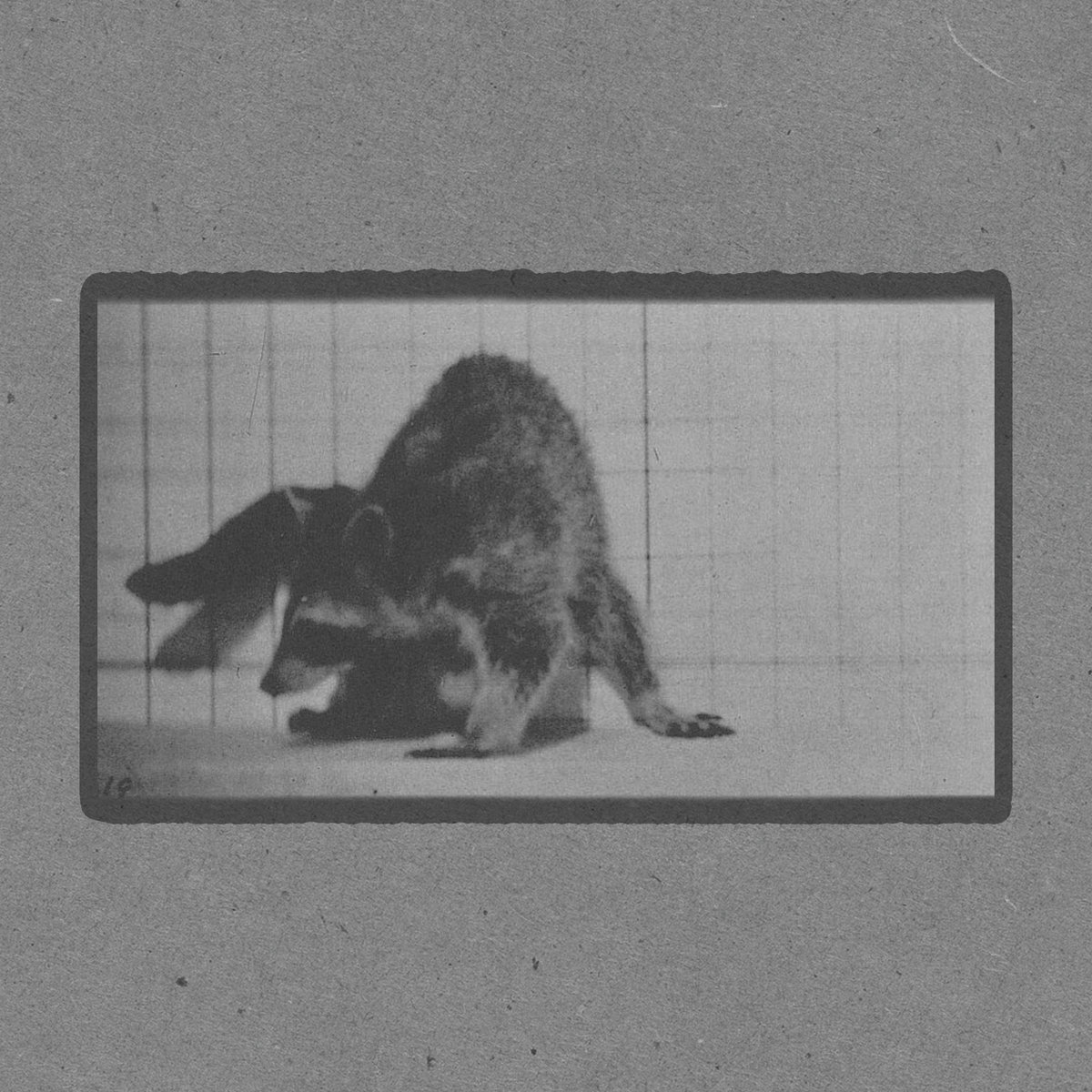 Raccoon Walking and Turning Around by Muybridge (Album, Ambient Noise ...