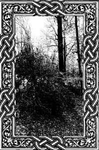 Journeys Through the Desolate Woodlands / Towards the Sun by Forest ...