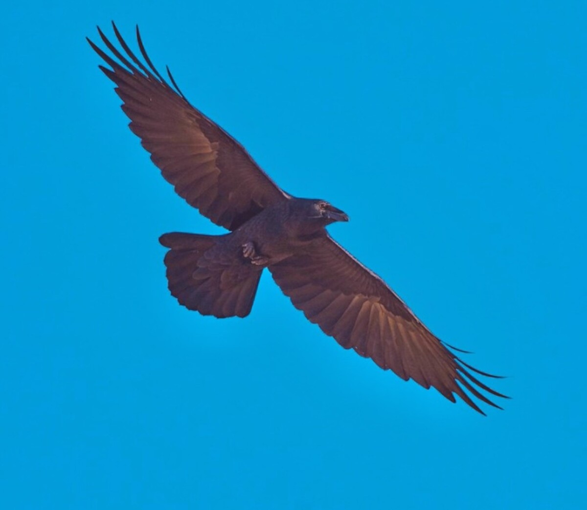 RAVEN by tay (Album, Hip Hop): Reviews, Ratings, Credits, Song list ...