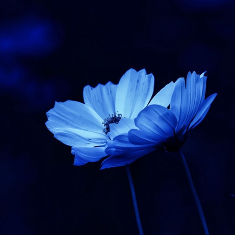 Cognitive Dissonance Albums: songs, discography, biography, and ...