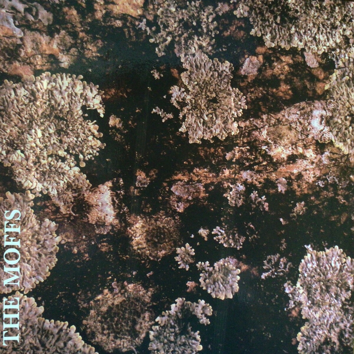 Entomology by The Moffs (Album): Reviews, Ratings, Credits, Song list ...