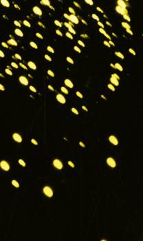 Language by Ekin Fil (Album, Psychedelic Folk): Reviews, Ratings ...