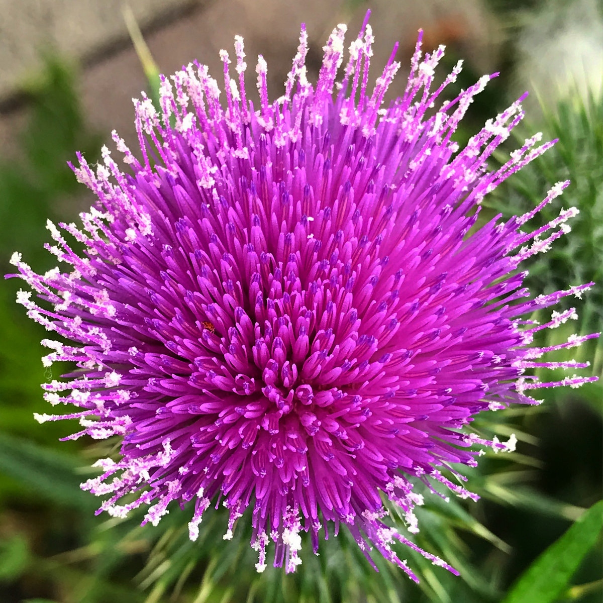 Local Planets by Jerry Gordon (Album): Reviews, Ratings, Credits, Song ...