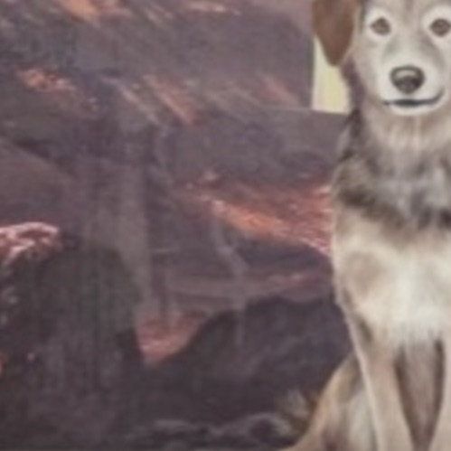 01 Boxcar Dog by Happy Doghouse (Single): Reviews, Ratings, Credits ...