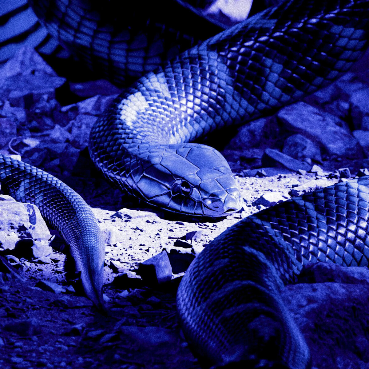 So Low by Sublab (Single, Progressive Trance): Reviews, Ratings ...