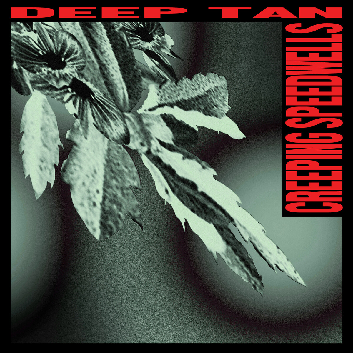 deep tan Albums: songs, discography, biography, and listening guide ...