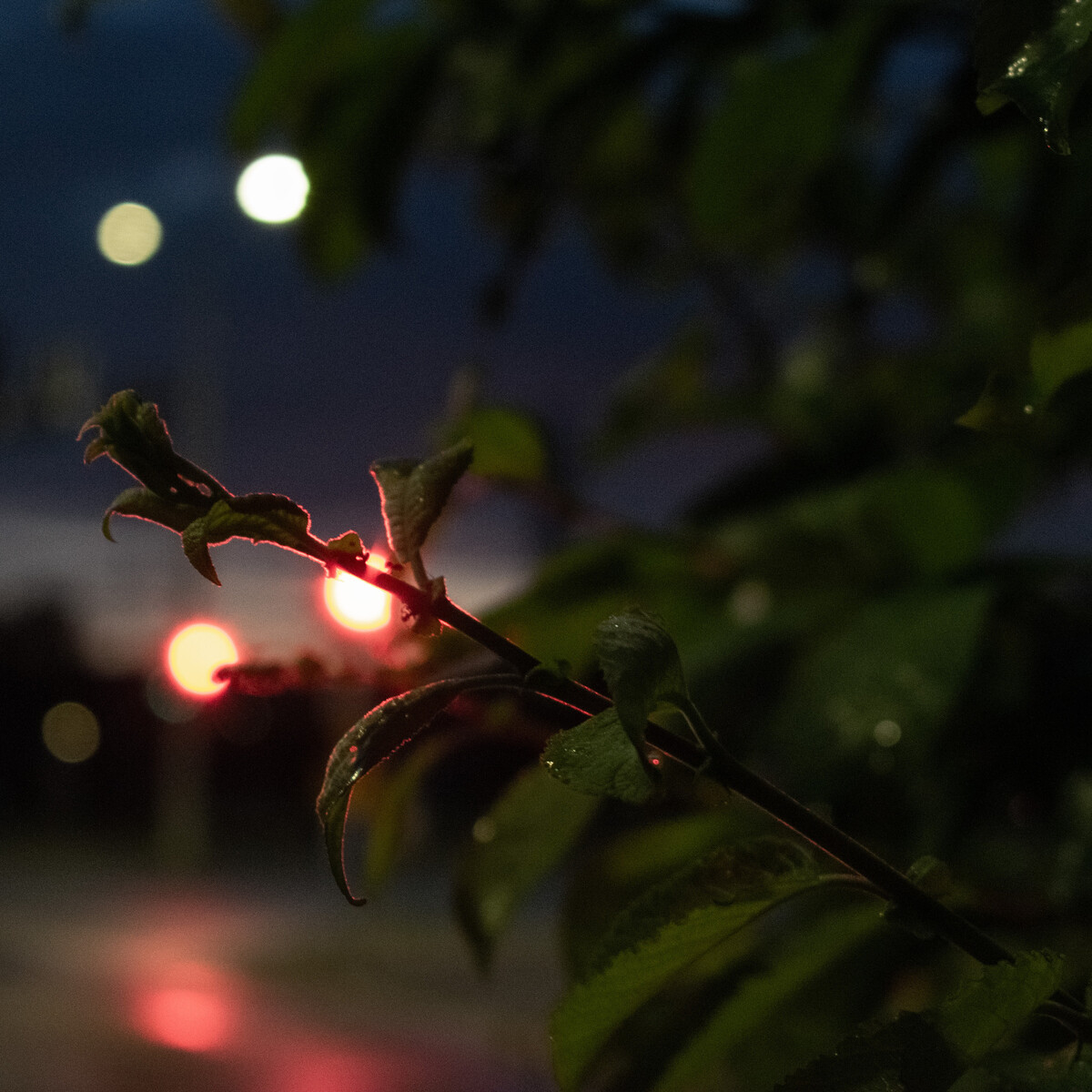 The Eternal Night by aneski & Plastic Doom Toy (Single): Reviews ...