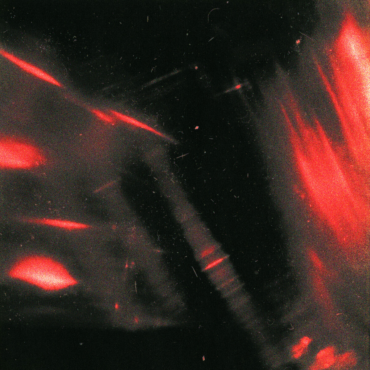 Custom chart: Best singles of 2026 - Rate Your Music