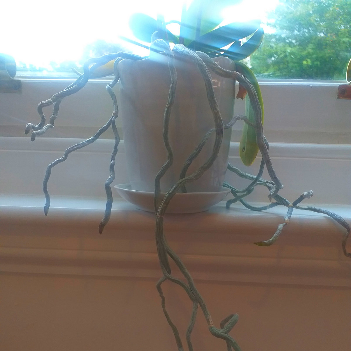 Tendrils by Ali Stott (Single): Reviews, Ratings, Credits, Song list ...