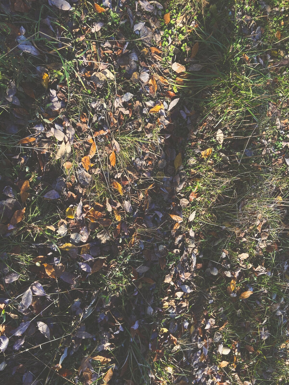 Falling Leaves by Lurp Sheets (EP; n/a; n/a): Reviews, Ratings, Credits ...