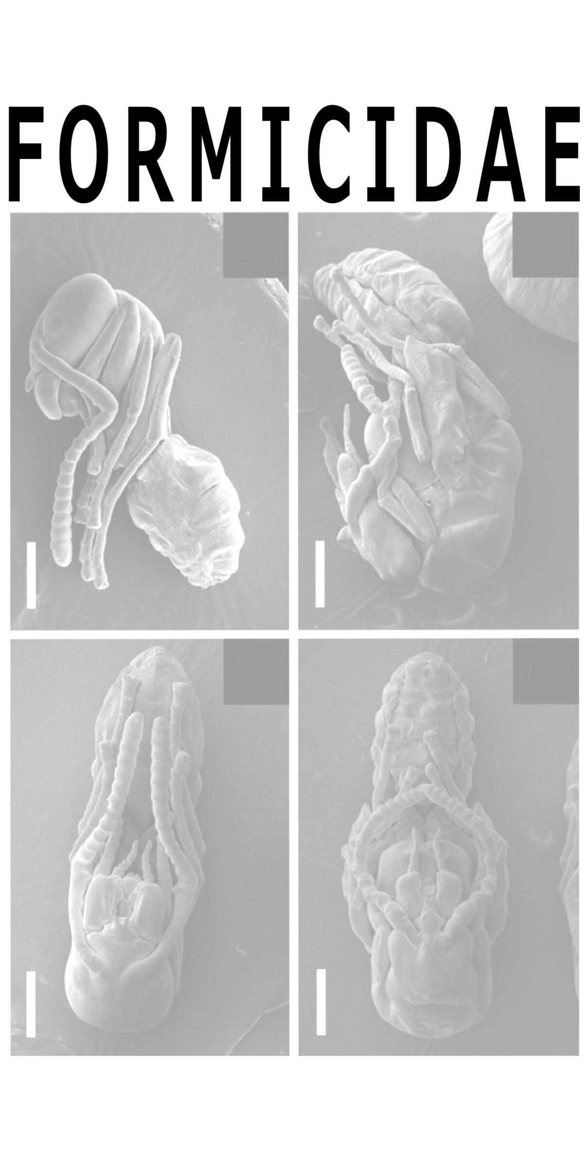 Exo-Skeletal Collection Pack 2016 by Formicidae (Compilation, Gorenoise ...