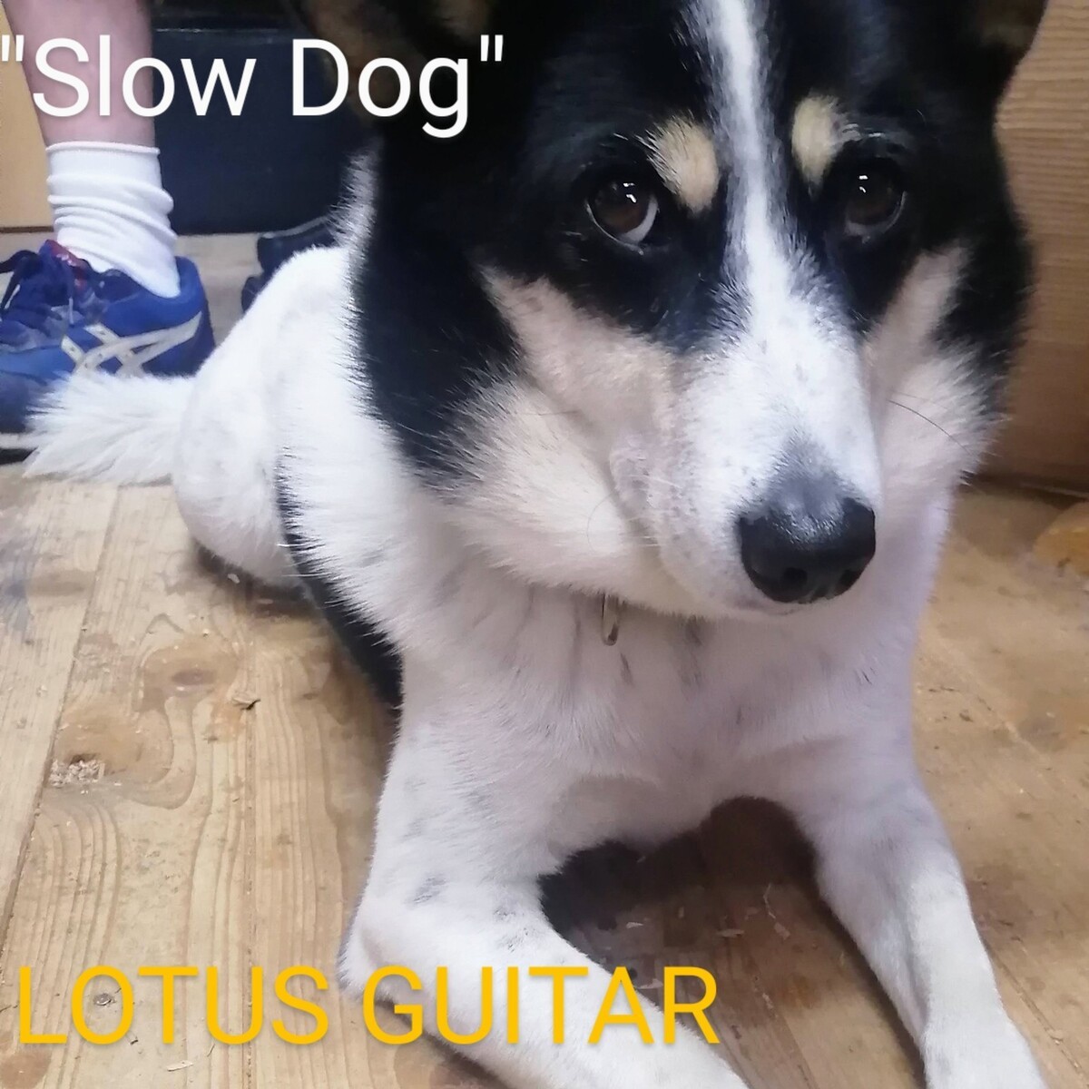 Slow Dog by Lotus Guitar (Single): Reviews, Ratings, Credits, Song list ...