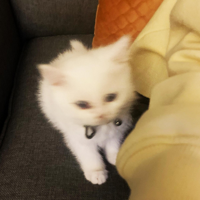 Fye Back by Gunnr (Single): Reviews, Ratings, Credits, Song list - Rate ...