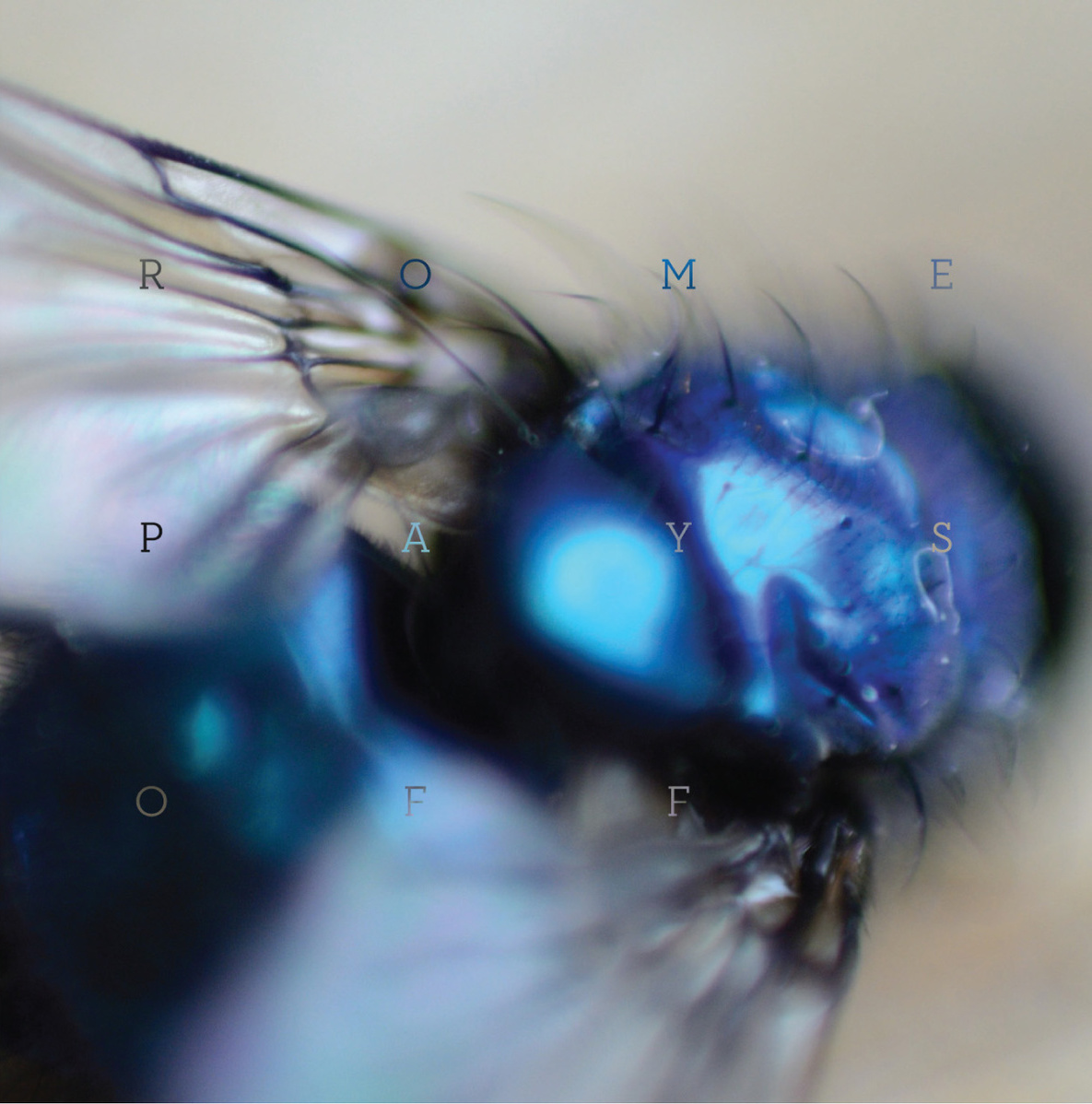 Rome Pays Off Albums: songs, discography, biography, and listening ...