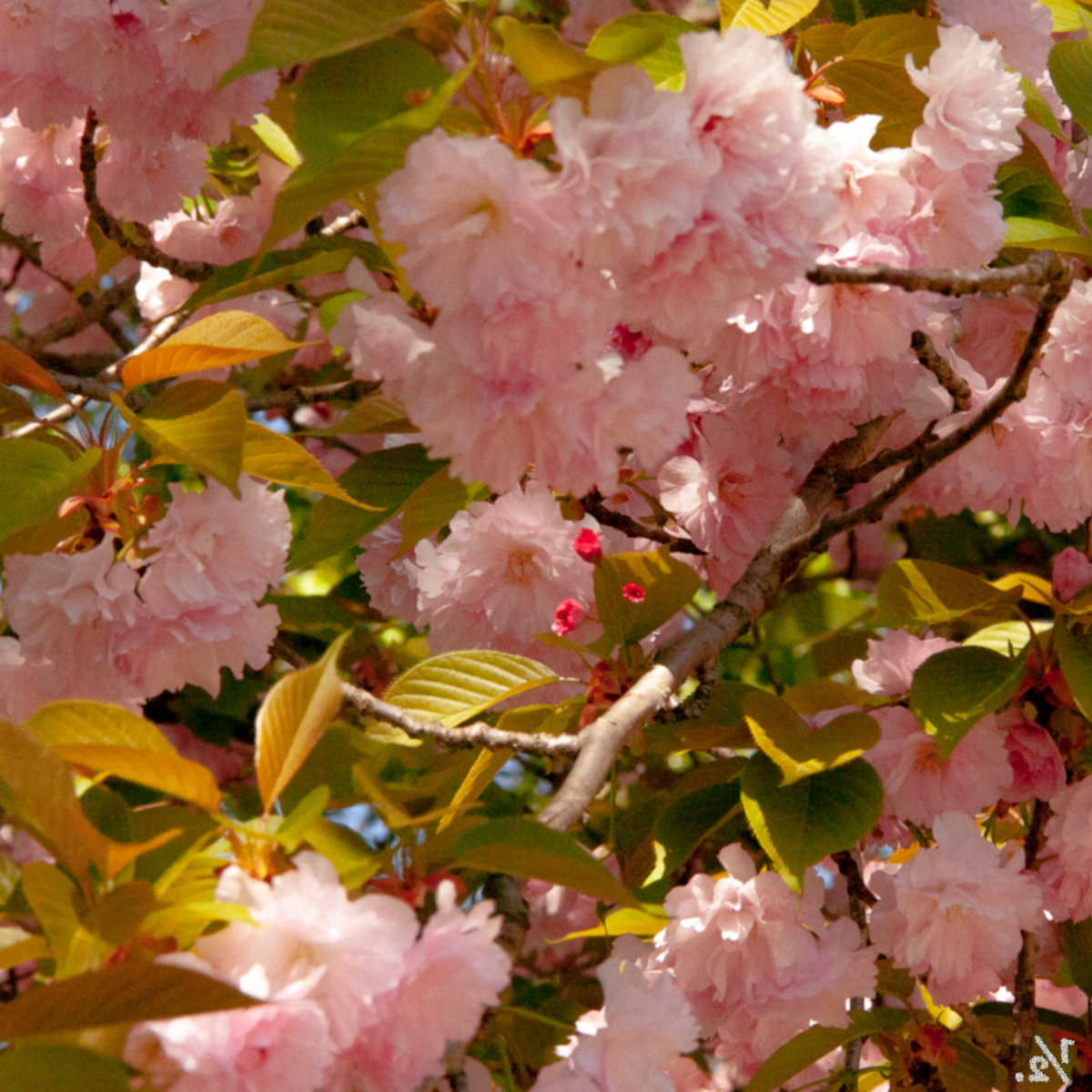 ATP. Albums: songs, discography, biography, and listening guide - Rate ...