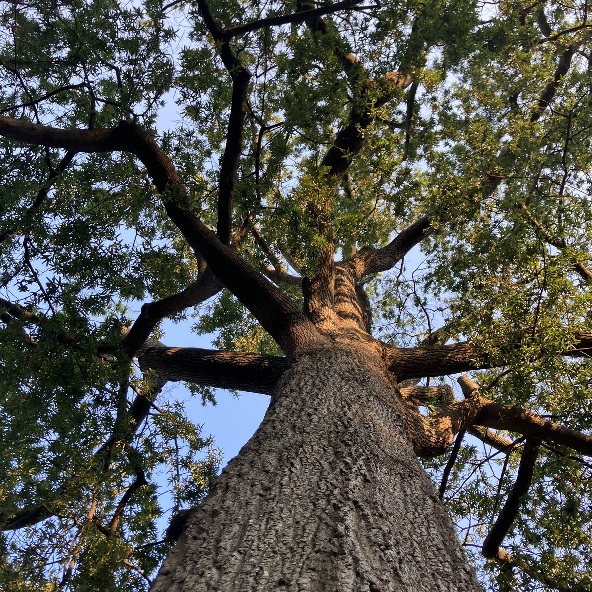 Magnolia by kechan (Album): Reviews, Ratings, Credits, Song list - Rate ...