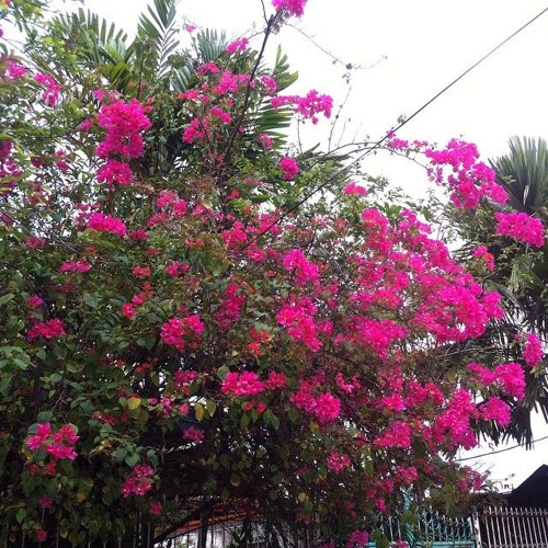 Number 1 (ボーイ) by No Rome / Young Triforce Cat Baron (Single): Reviews ...