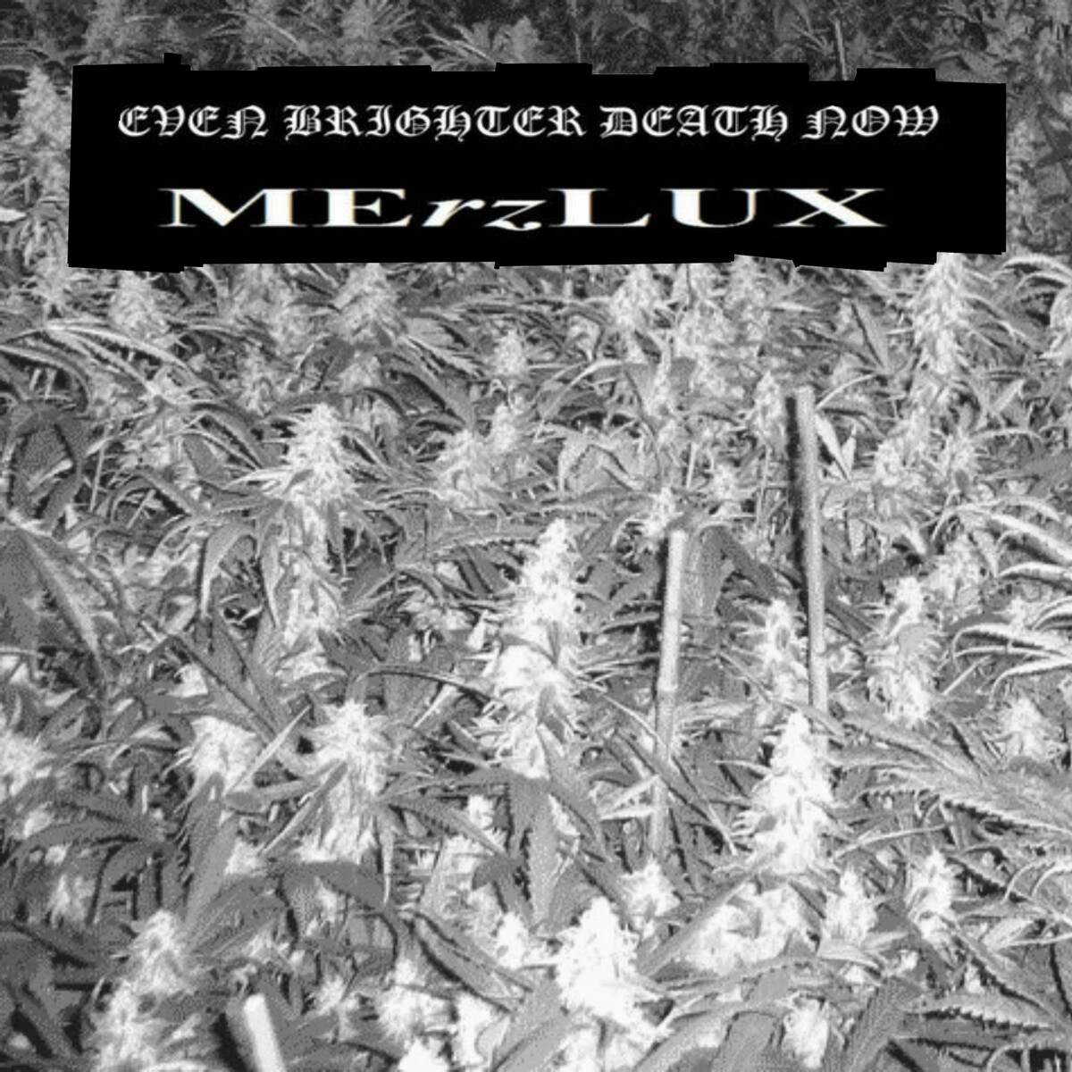 Milkshake Addict Albums: songs, discography, biography, and listening ...