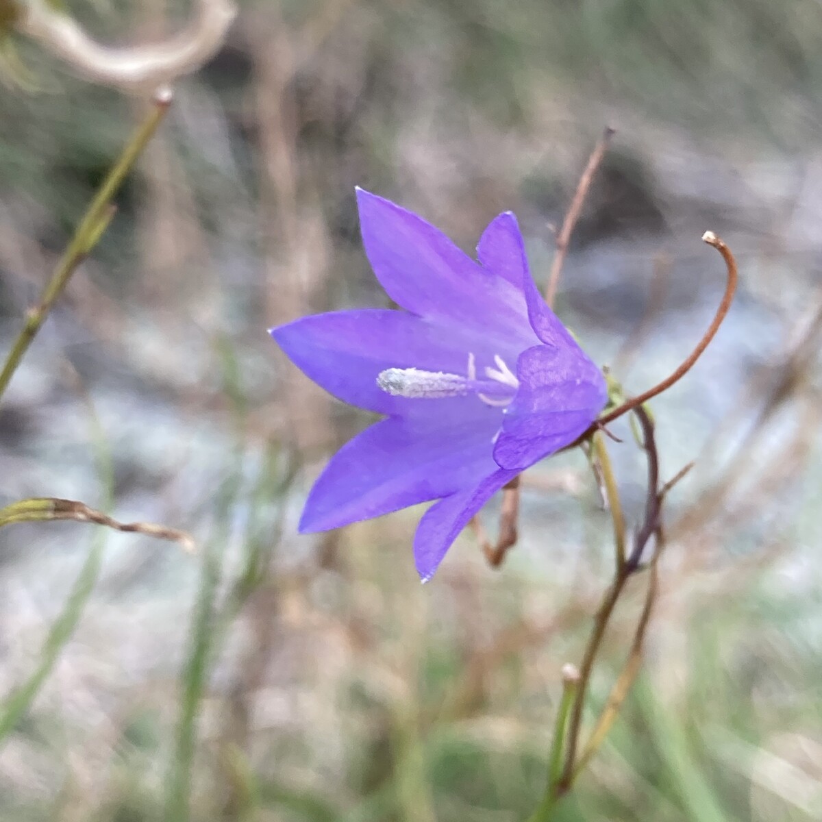 Frogbert Albums: songs, discography, biography, and listening guide ...