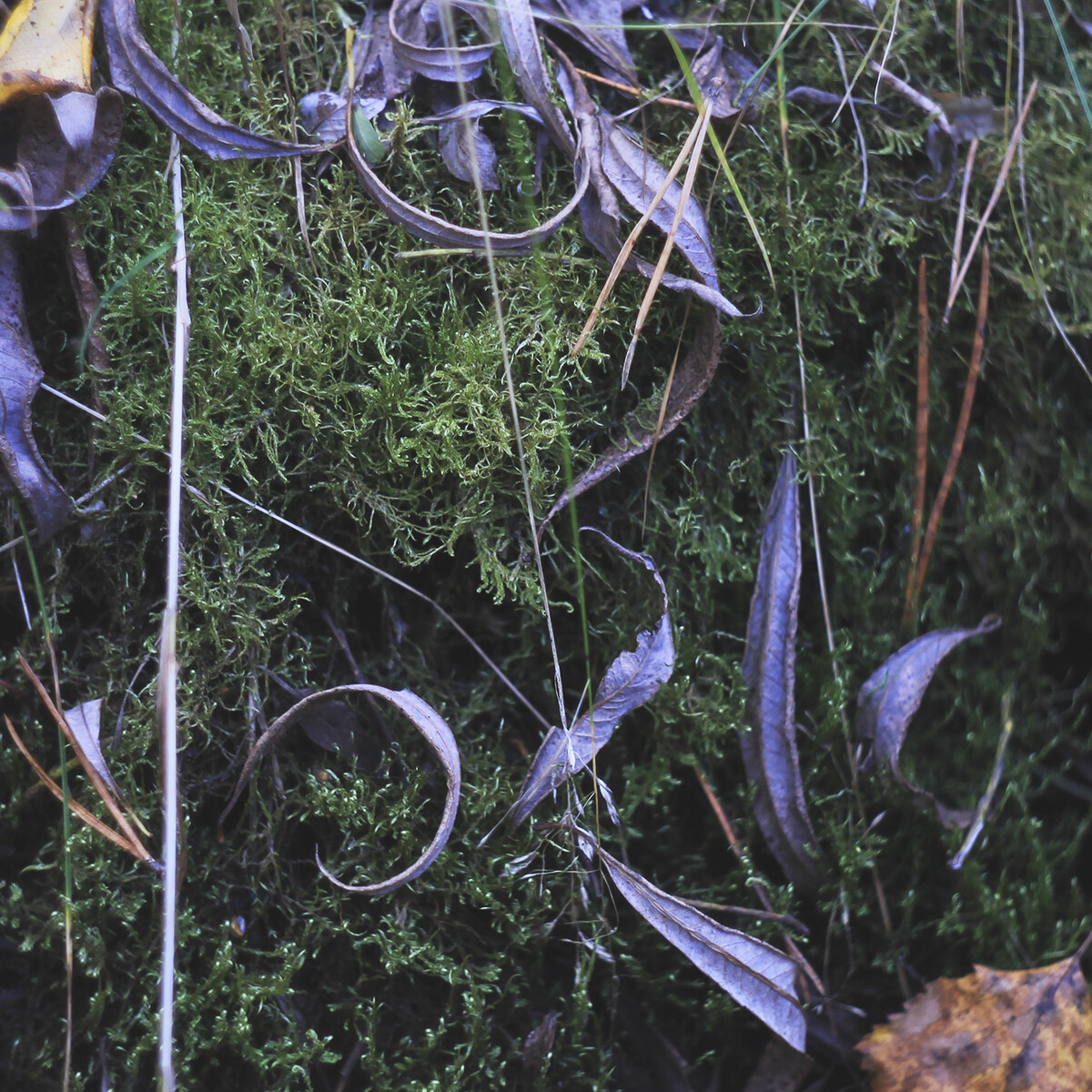 ዘ by Sonnov (Album): Reviews, Ratings, Credits, Song list - Rate Your Music