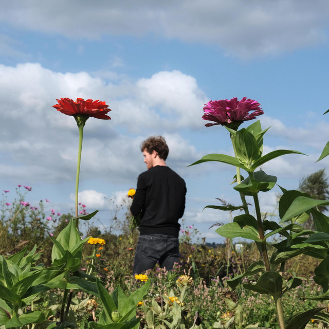 Over the Stars, Under the Trees by Hank Midnight (Album): Reviews ...