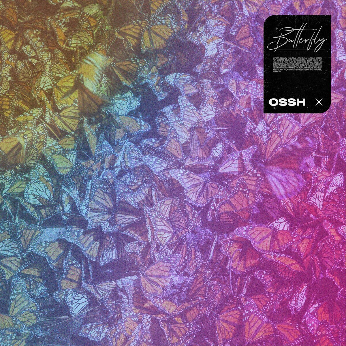 Butterfly by OSSH (Single): Reviews, Ratings, Credits, Song list - Rate ...