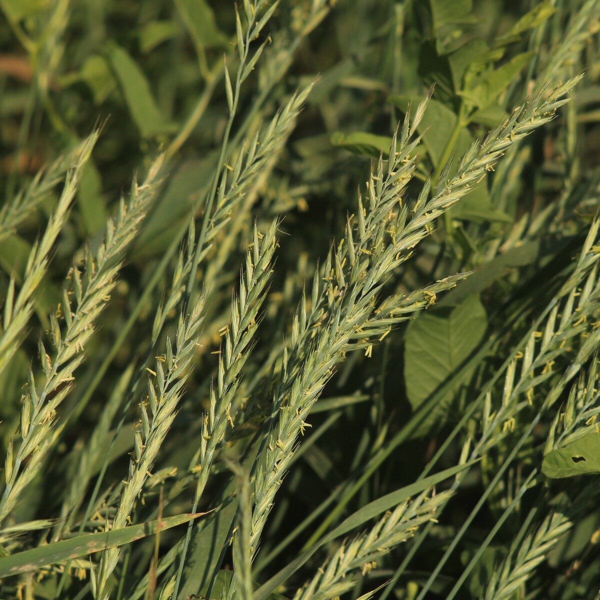 ᠭ by Sonnov (Album): Reviews, Ratings, Credits, Song list - Rate Your Music