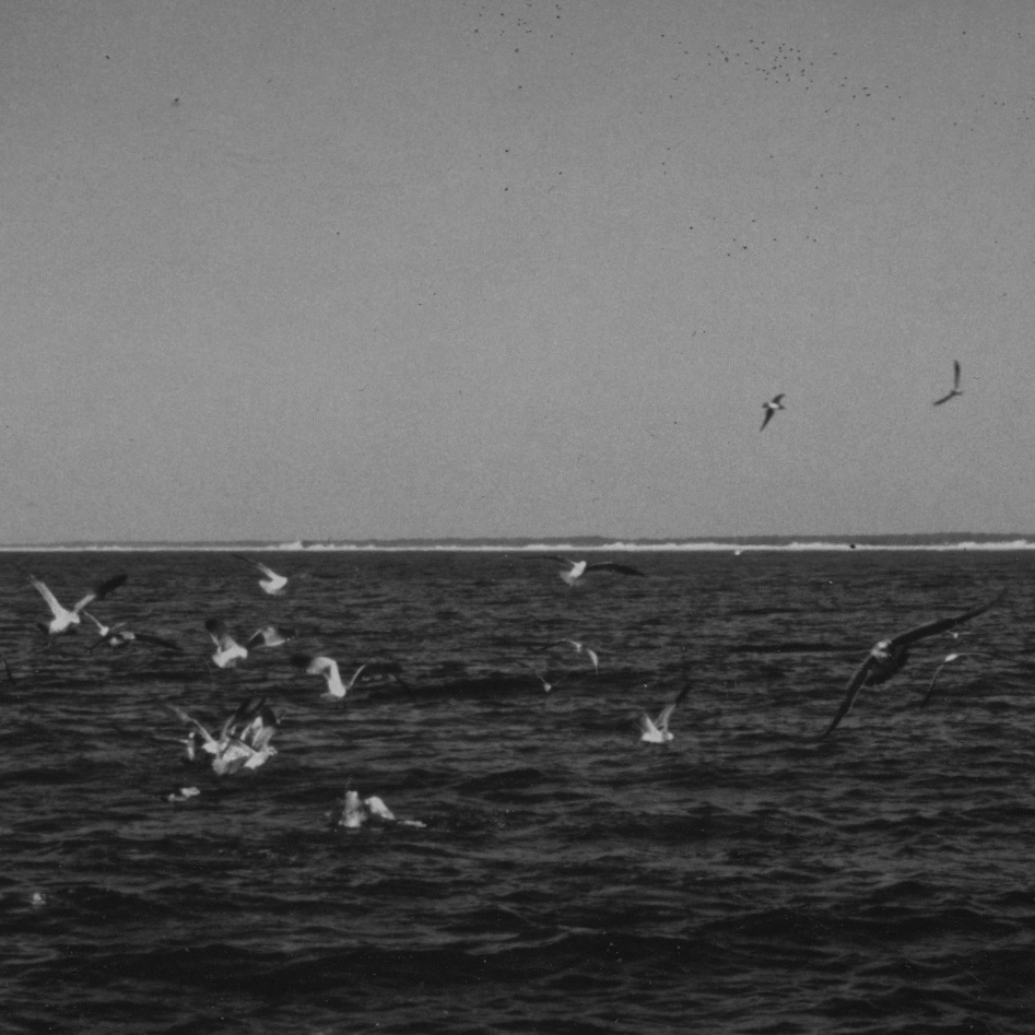 Cemeteries Albums: songs, discography, biography, and listening guide ...