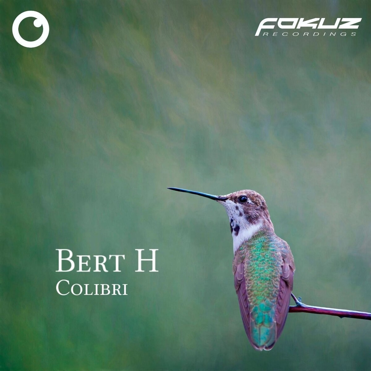 Colibri by Bert H (Single): Reviews, Ratings, Credits, Song list - Rate ...