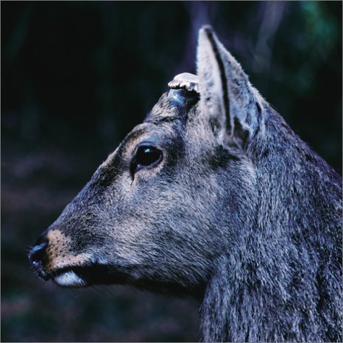 toe Albums: songs, discography, biography, and listening guide - Rate ...