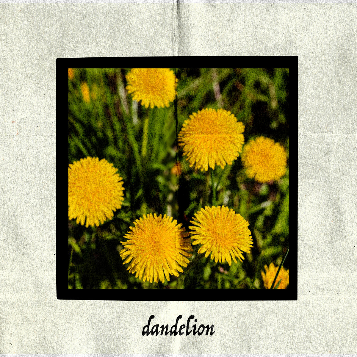Dandelion Albums: songs, discography, biography, and listening guide ...