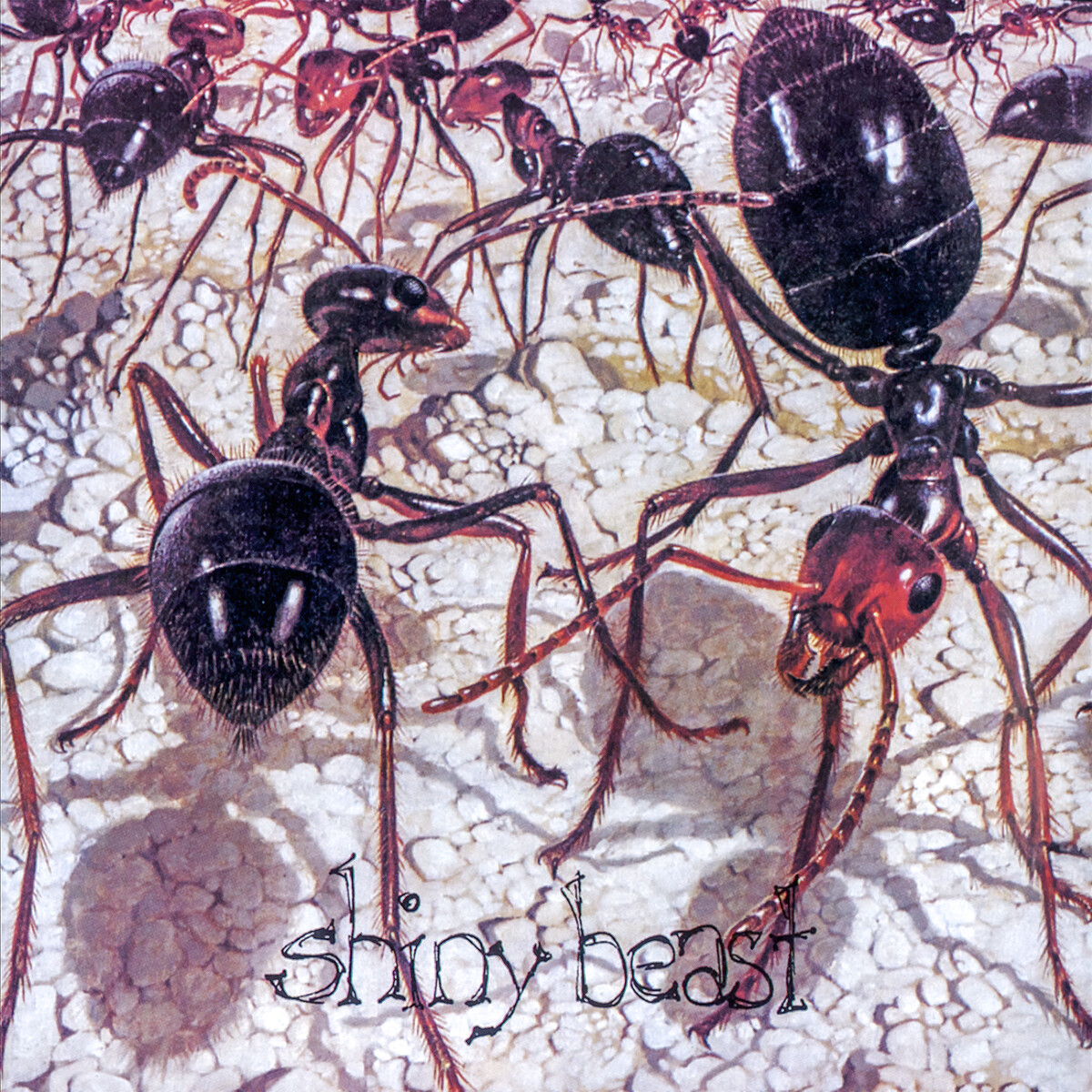 Shiny Beast Albums: songs, discography, biography, and listening guide ...