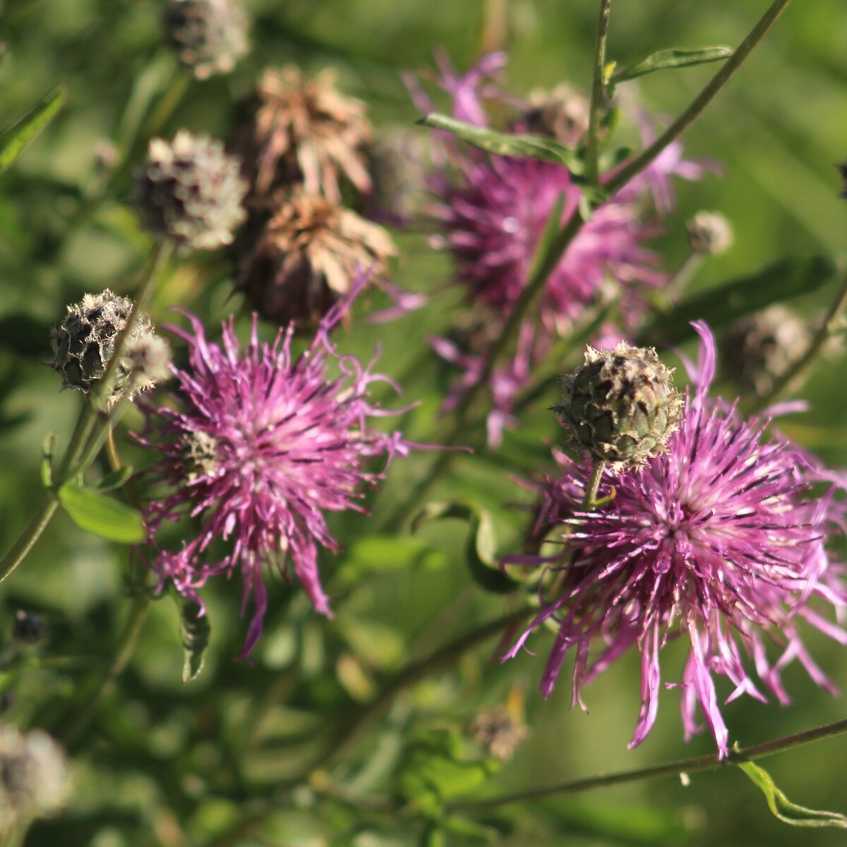 Tomaxugep by Sonnov (Album; n/a; n/a): Reviews, Ratings, Credits, Song list - Rate Your Music