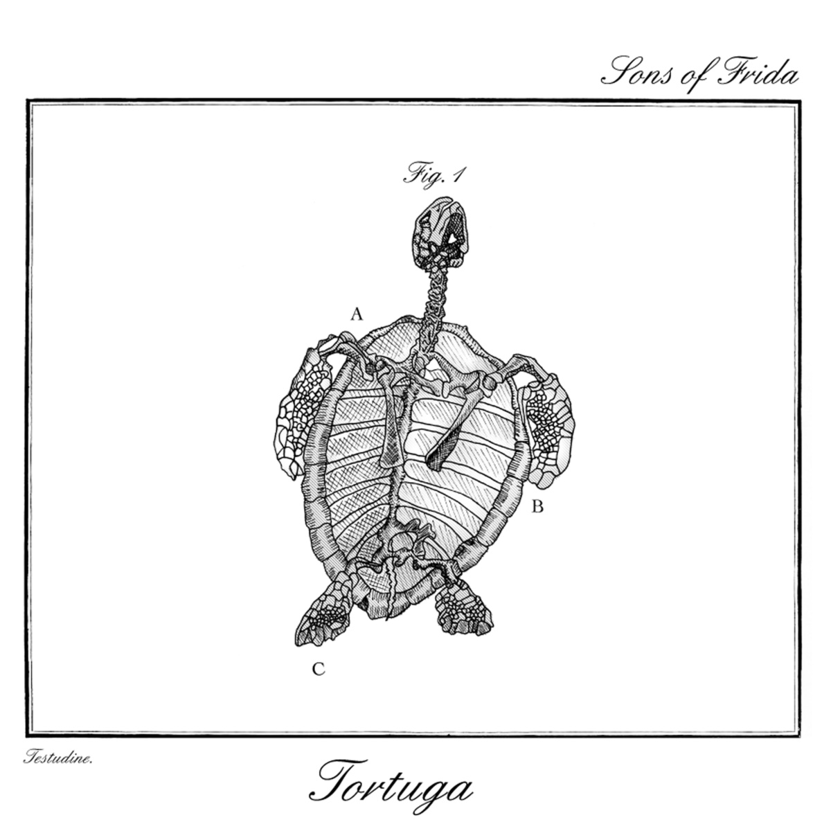 Tortuga by Sons of Frida (Album, Noise Rock): Reviews, Ratings, Credits ...